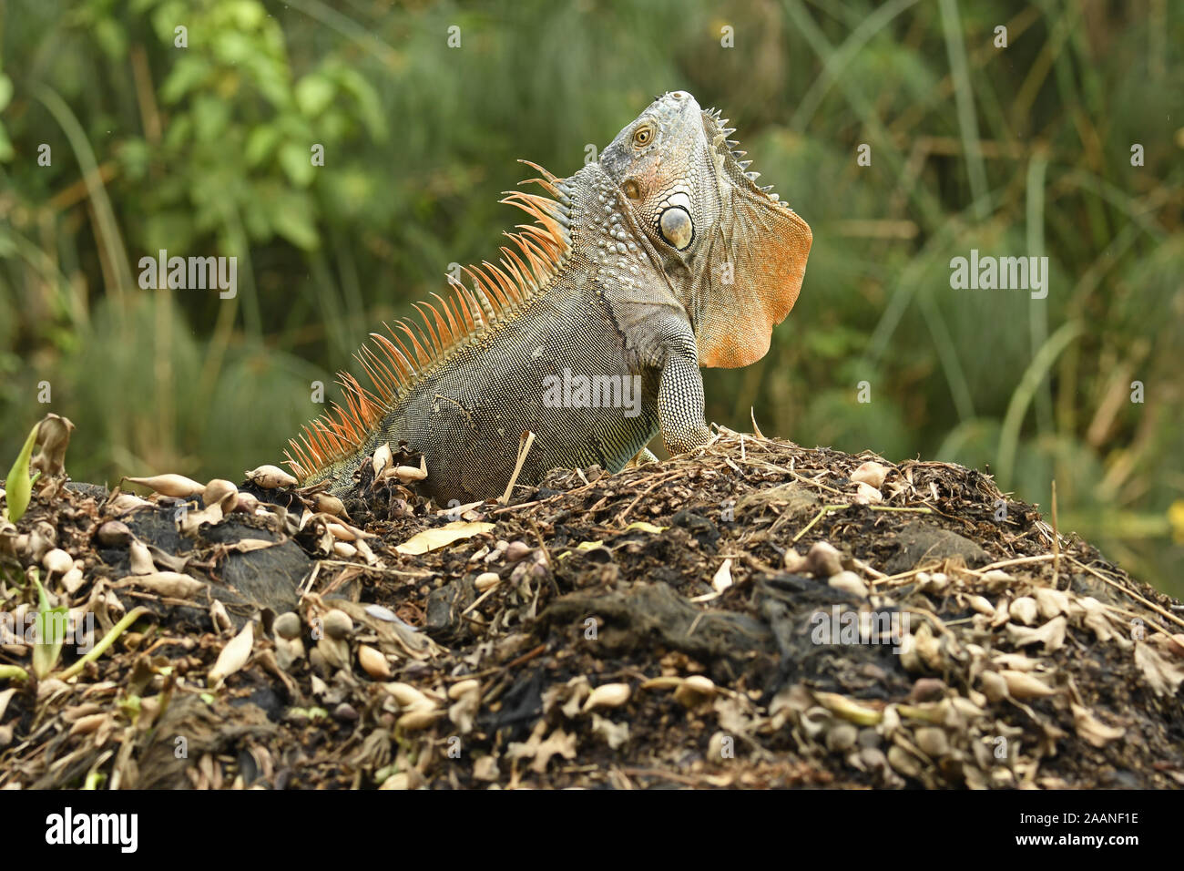 Common or Green Iguana (Iguana iguana) adult male in breeding colours ...