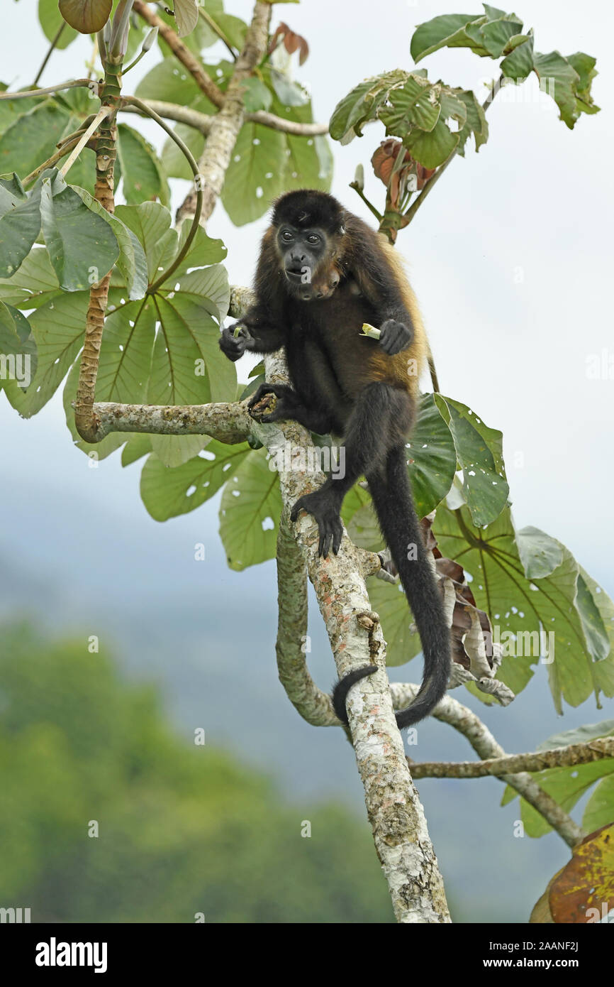 Mantled Howler Monkey (Alouatta palliata) adult in cecropia tree eating ...