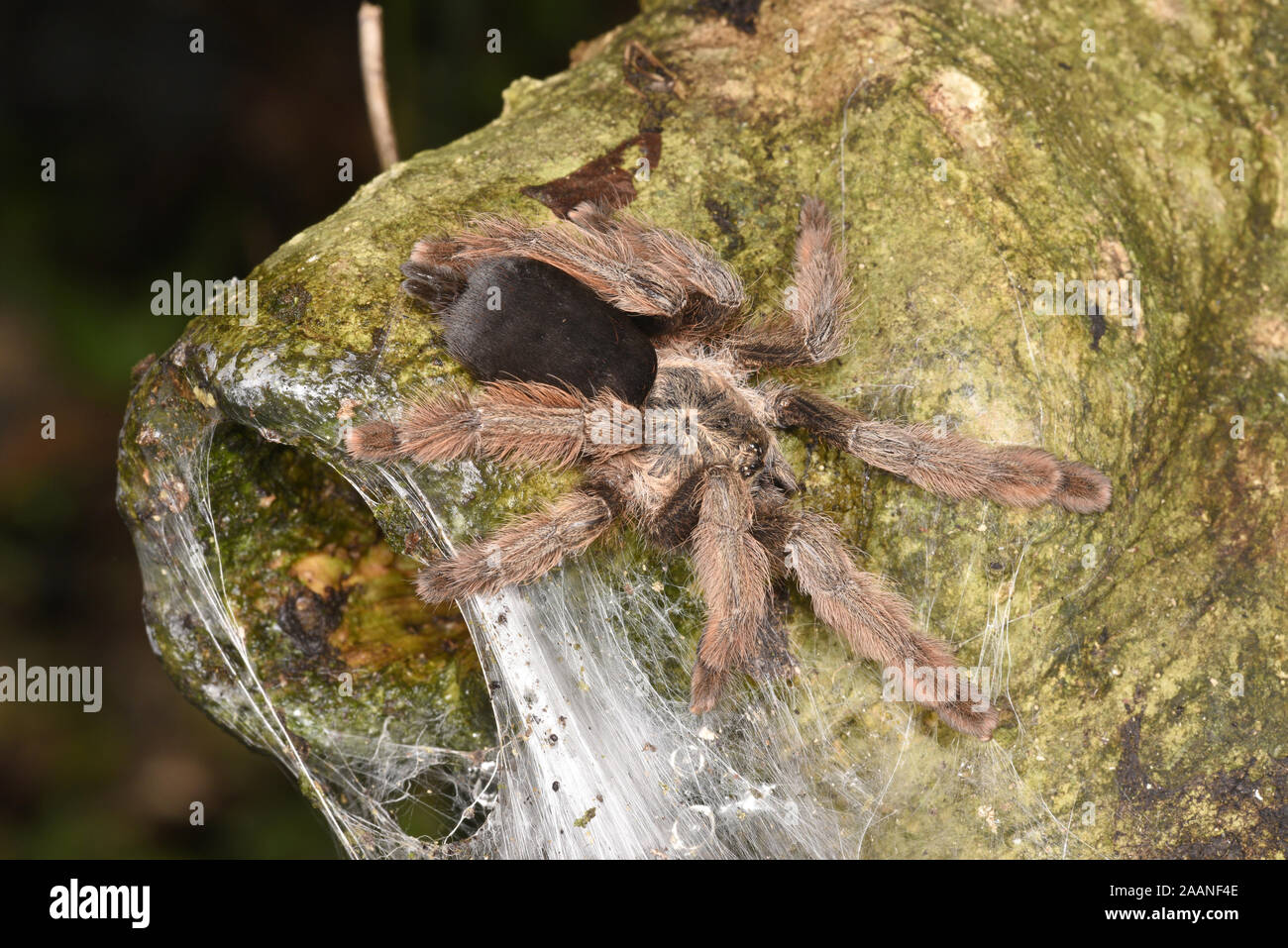 Panama Blonde Tarantula (Psalmopoeus pulcher) at rest next to entrance ...