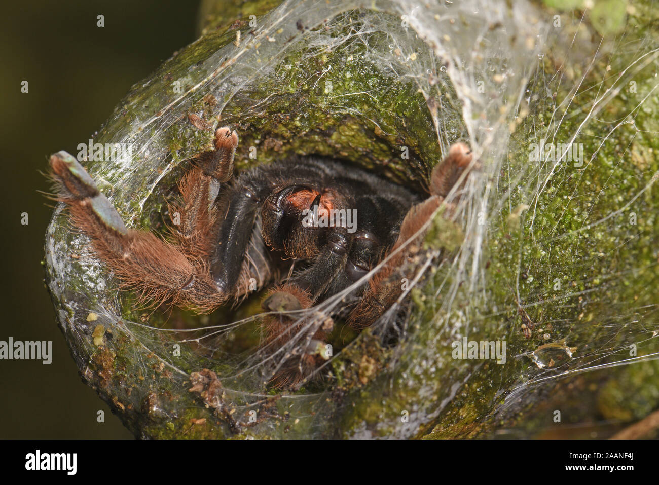 Panama blonde tarantula panama blonde hi-res stock photography and ...