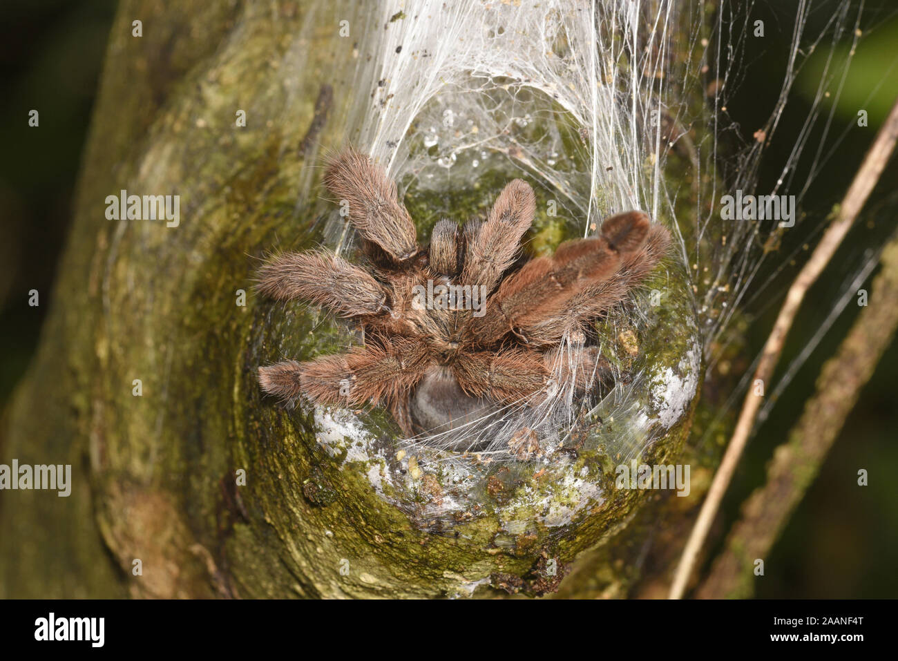 Tarantula Burrow High Resolution Stock Photography and Images - Alamy