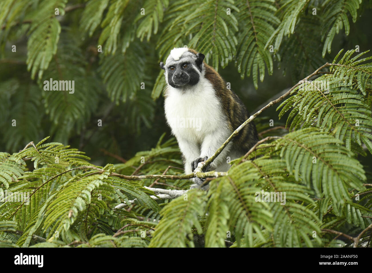 Geoffroys Tamarin (Sanguinus geoffroyi) adult sitting on leafy branch ...