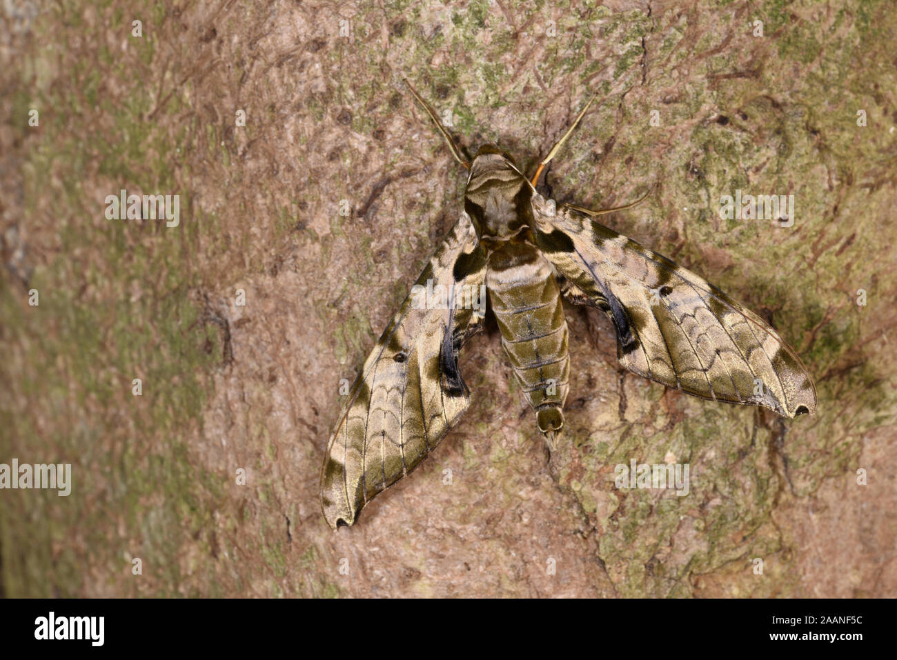 Euryalus hi-res stock photography and images - Alamy