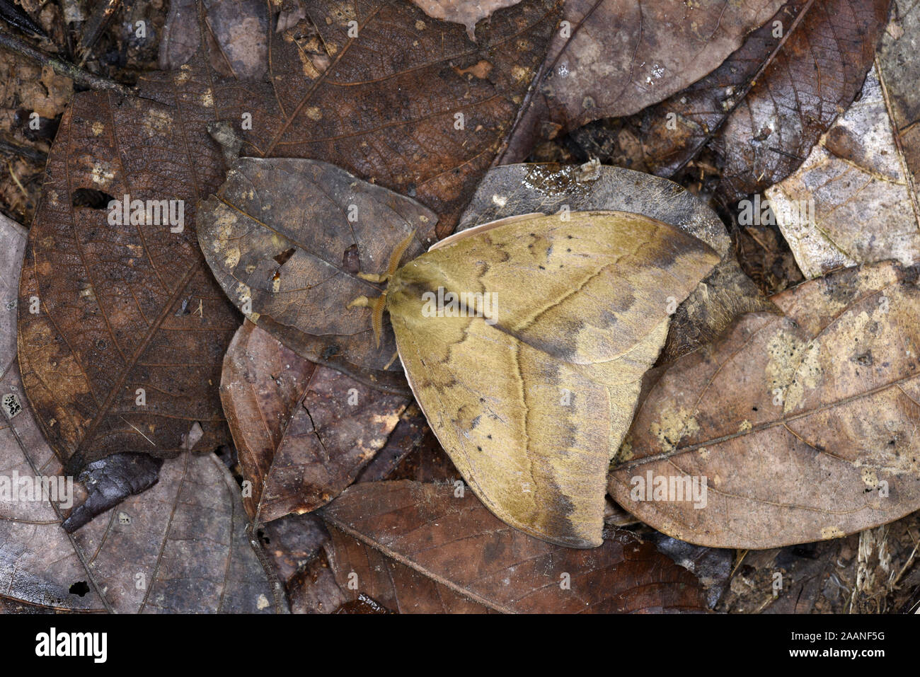 Peru Moth (Automeris metzli) resting on leaves on forest floor, Manu ...