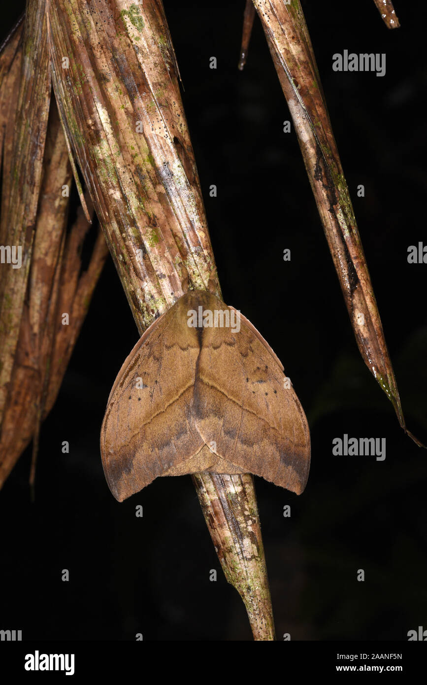 Peru Moth (Automeris metzli) resting on dead leaves, Manu National Park ...