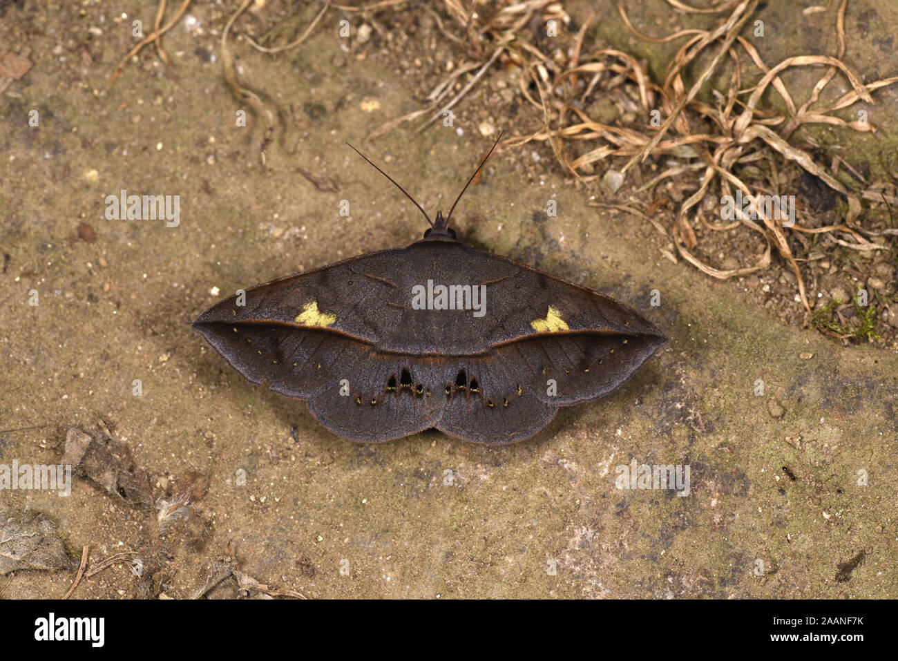 Peru Moth (Genus Gorgone) resting on forest floor, Manu National Park ...