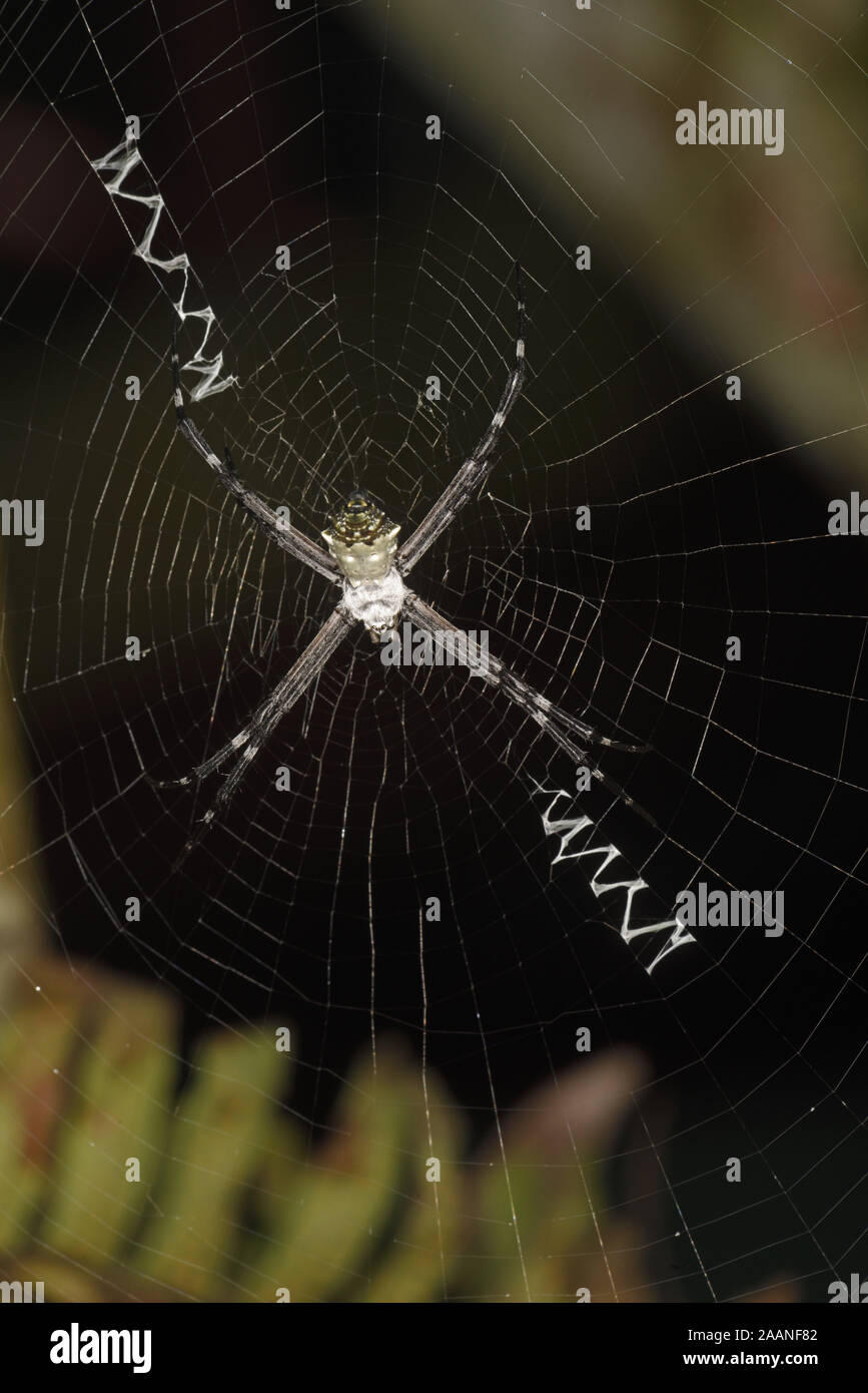 Silver Argiope Spider (Argiope argentata) sat in middle of its web ...