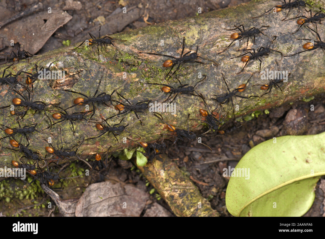 aRMY Army Ant (Dorylinae species) trail of ants on forest floor, Manu ...