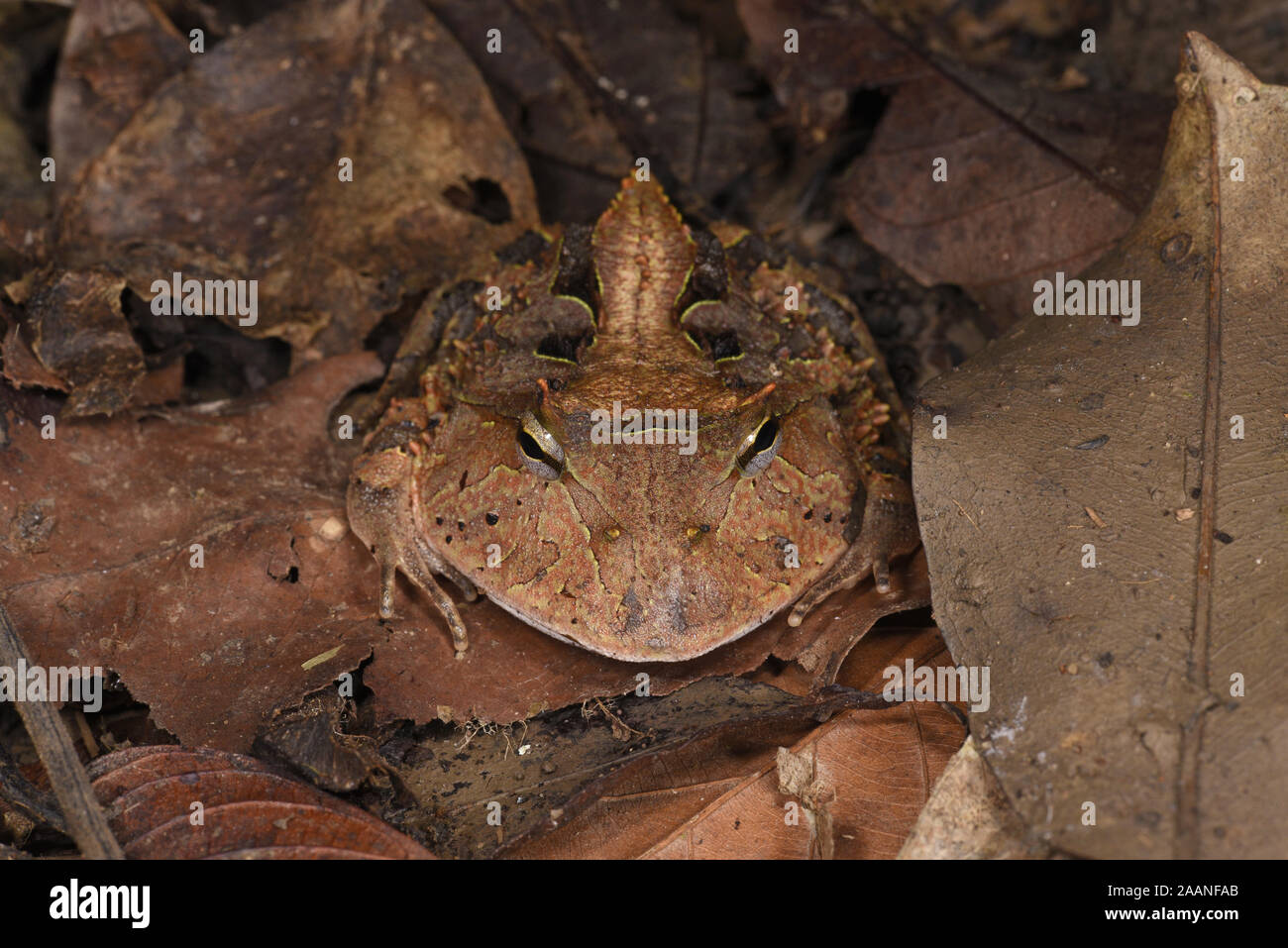 Amazon Horned Frog (Ceratophrys cornuta) sitting in leaf litter, Manu ...