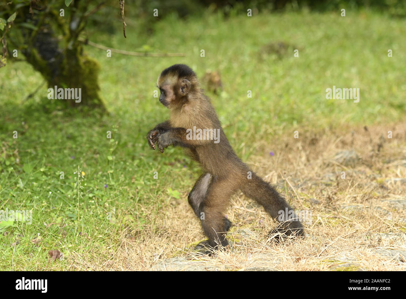 Brown Capuchin Monkey (Cebus apella) young walking upright on the ...