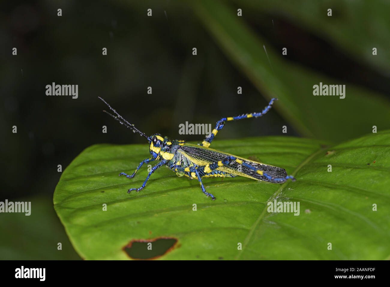 Blue and Yellow Painted Grasshopper (Cromacris colorata) resting on ...