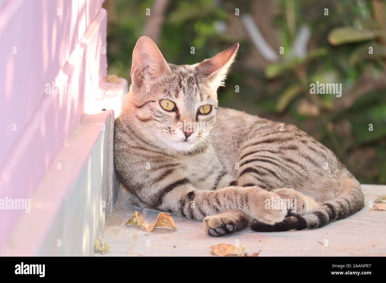 Mongrel cat hi-res stock photography and images - Alamy