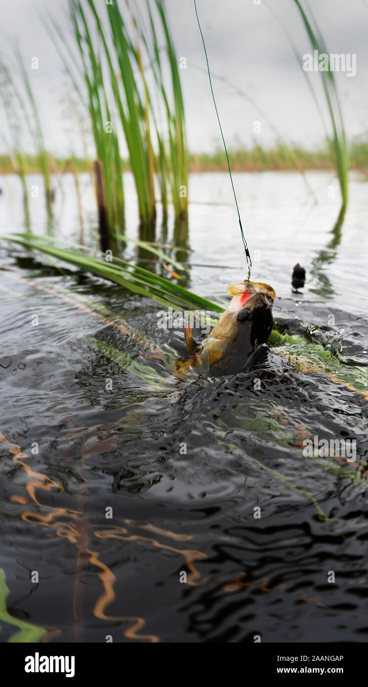 River perch in front of a river basin cattail. Fishing spinning on ...