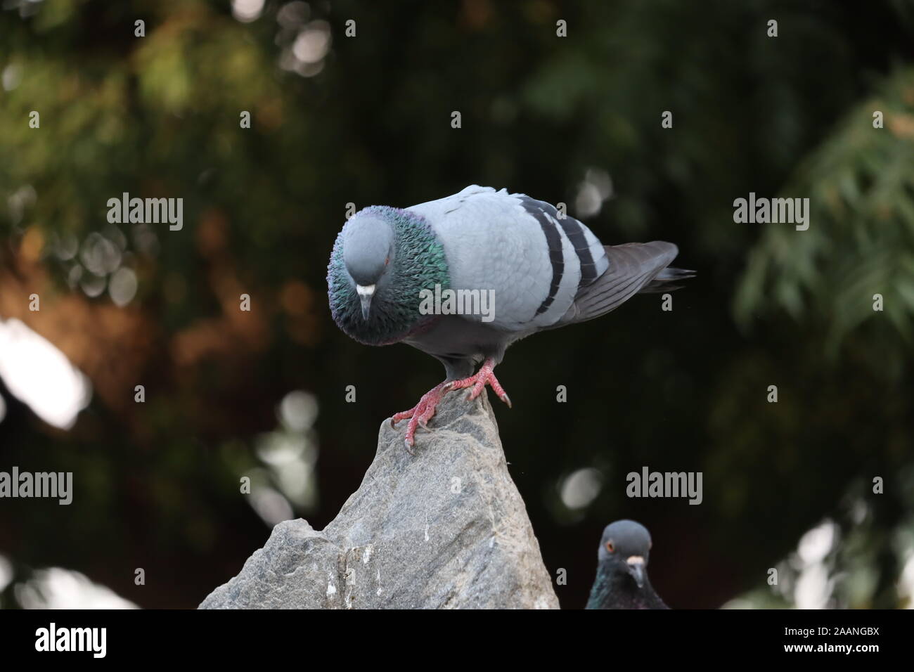 Male pigeon hi-res stock photography and images - Alamy