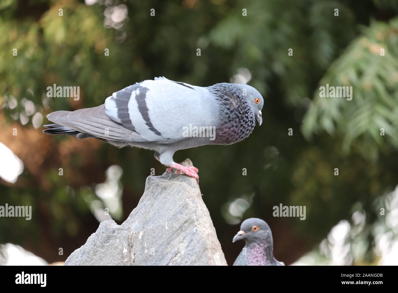 Beautiful speed hi-res stock photography and images - Alamy