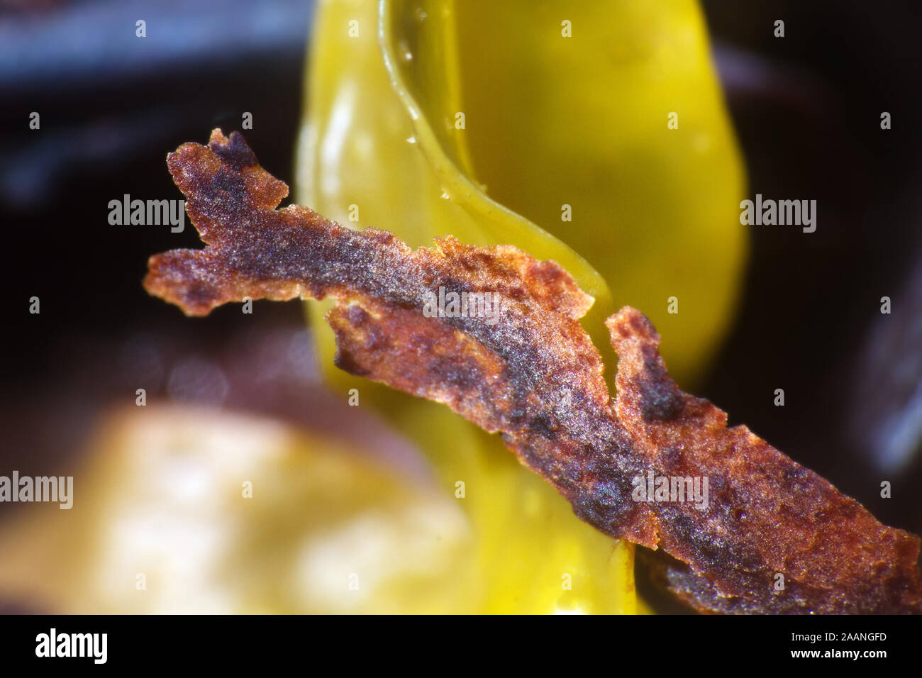 Brown algae, Bady wrack (fucus). macro of algal body (blade. thallus ...