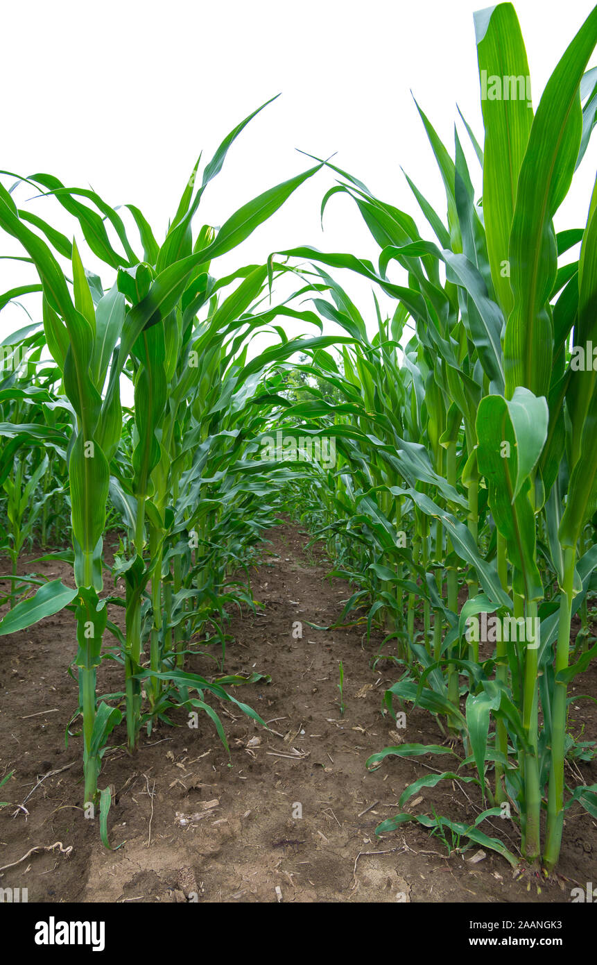 Agri Field High Resolution Stock Photography and Images - Alamy