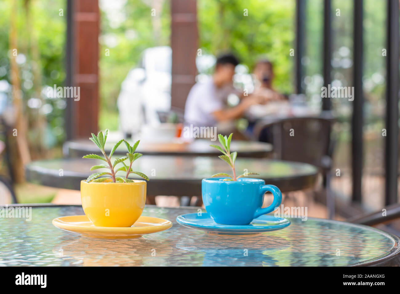 Tree in glass cup on the glass table Background blurry tree and people ...