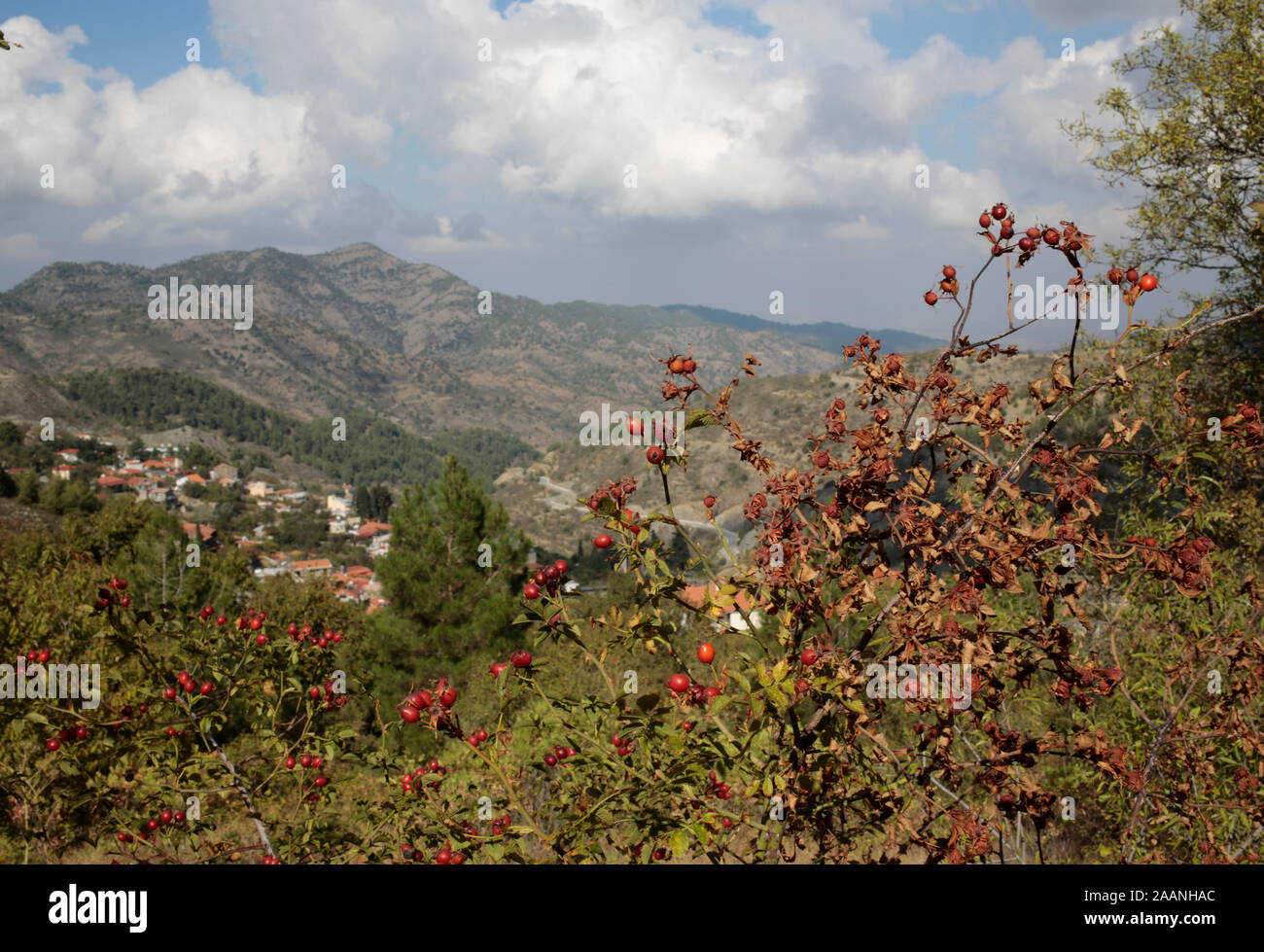 Alona cyprus hi-res stock photography and images - Alamy