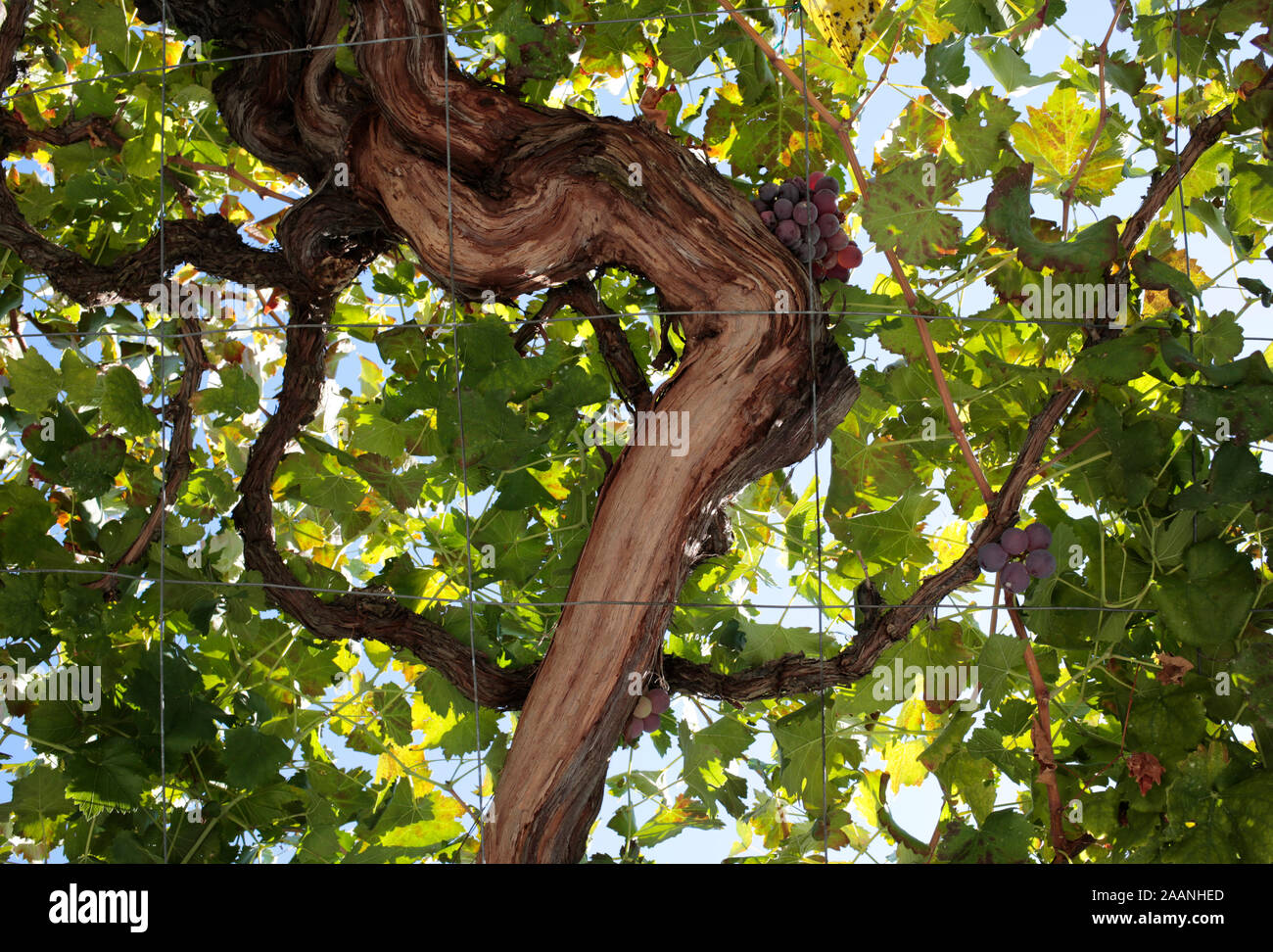 Grapes in Alona village, Cyprus located in the Troodos mountain range ...