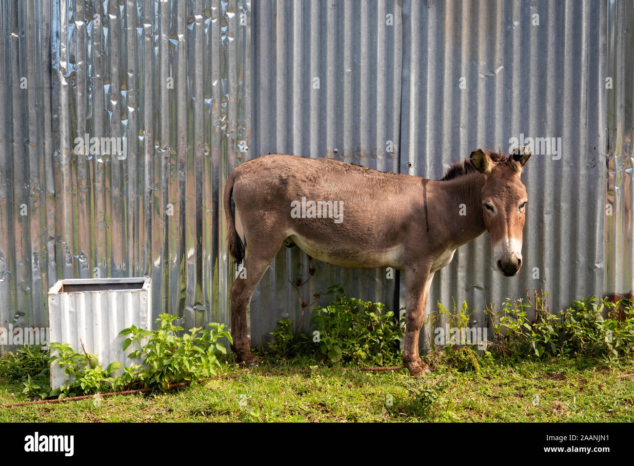 Abyssinian donkey hi-res stock photography and images - Alamy