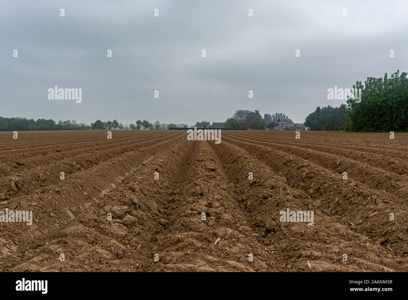Furrows row pattern in a plowed field prepared for planting crops in ...
