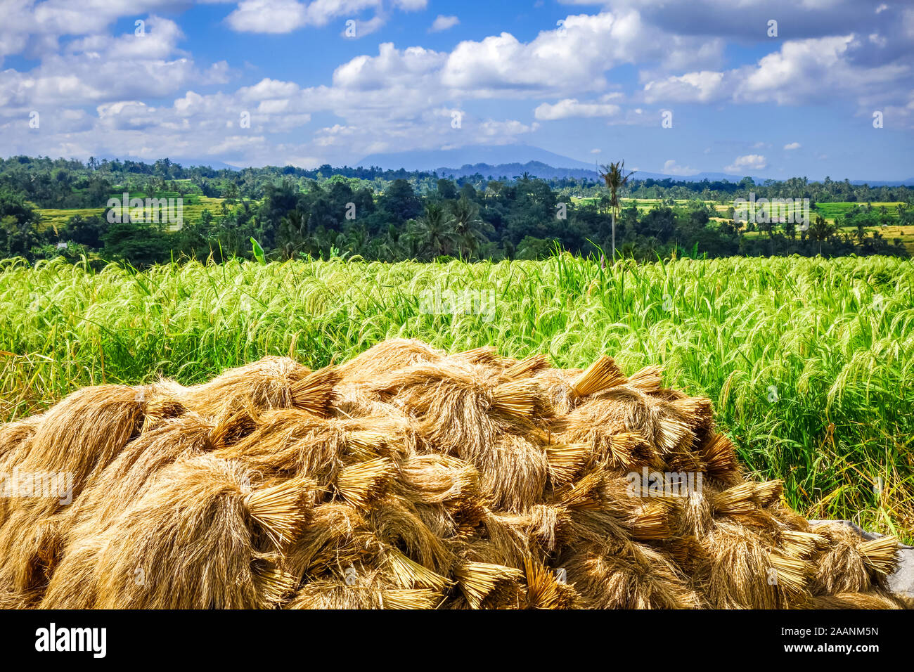 Rice harvest drying in paddy field, Jatiluwih, Bali, Indonesia Stock ...