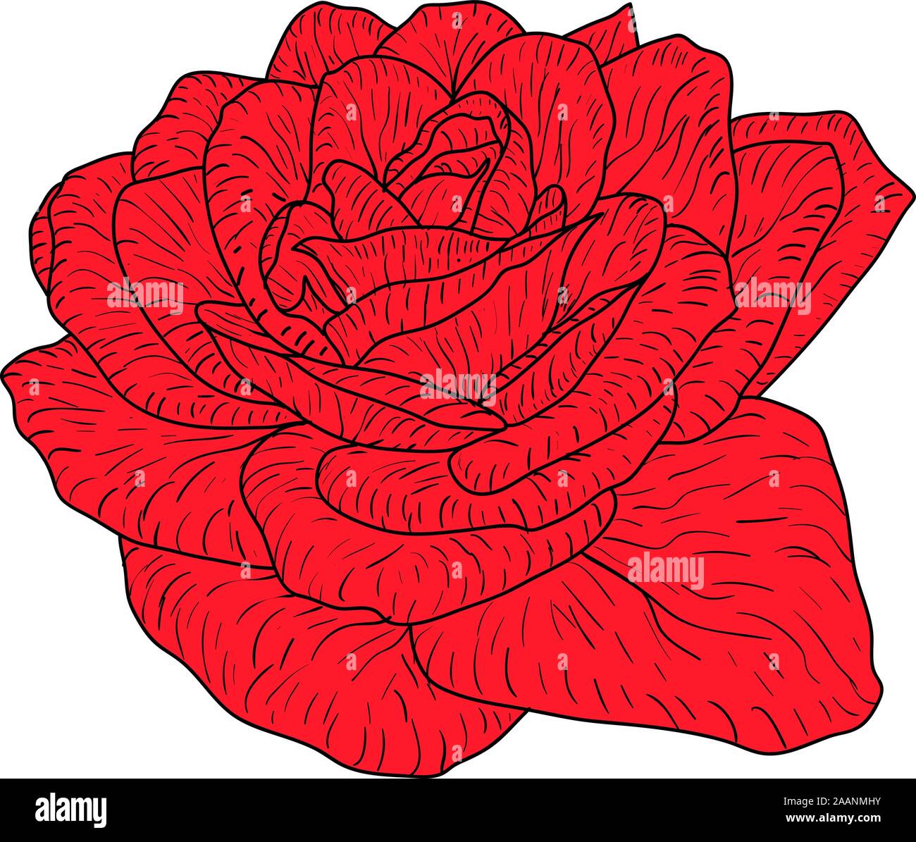 Beautiful color sketch, rose flower on a white background Stock Vector ...