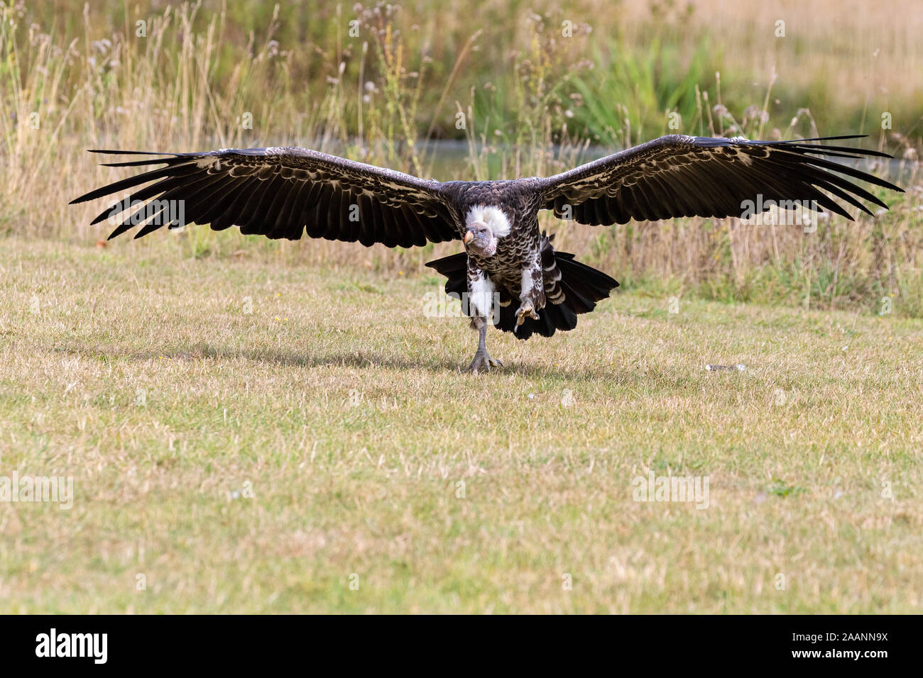 Ruppells griffon vulture hi-res stock photography and images - Alamy