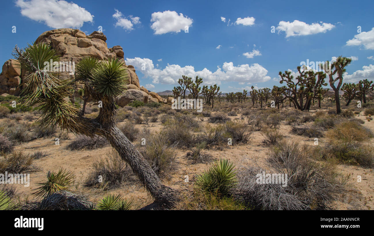 Panorama trail joshua tree hi-res stock photography and images - Alamy