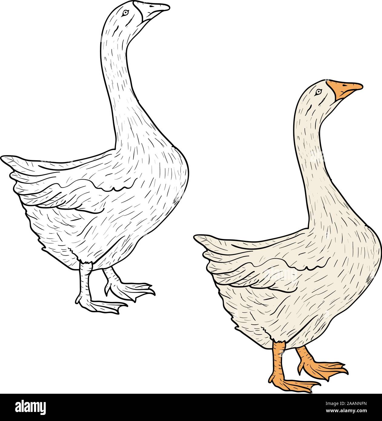 Sketch grey goose on a white background. Vector illustration Stock ...