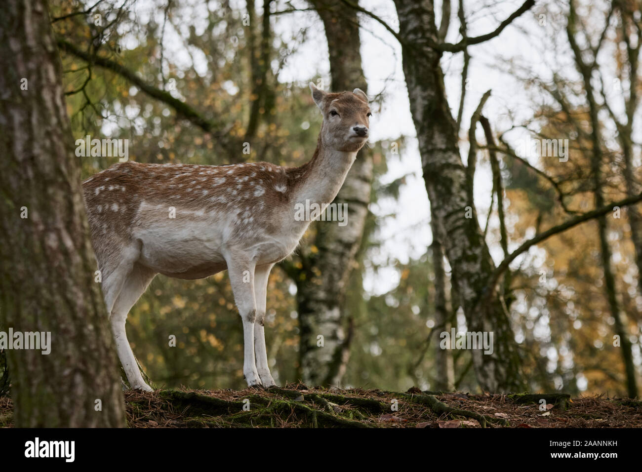 Beautiful fallow doe in hi-res stock photography and images - Alamy