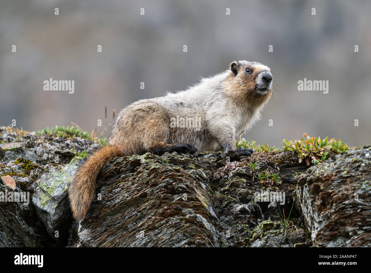 Hoary marmot (Marmota caligata), Banff National Park, Alberta, Canada ...