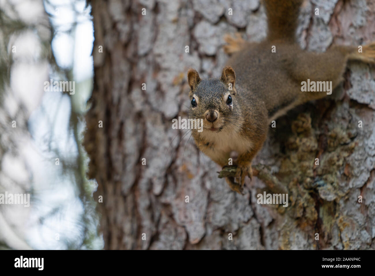 Red Squirrel (Tamiasciurus hudsonicus), Banff National Park, Alberta ...