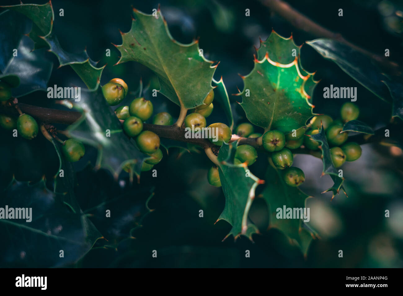 European holly tree leaves and drupes closeup detail, Spain Stock Photo ...