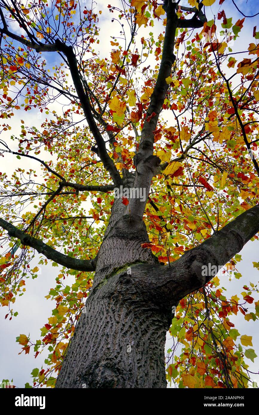 tree with autumn colors in the nature, autumn season Stock Photo - Alamy