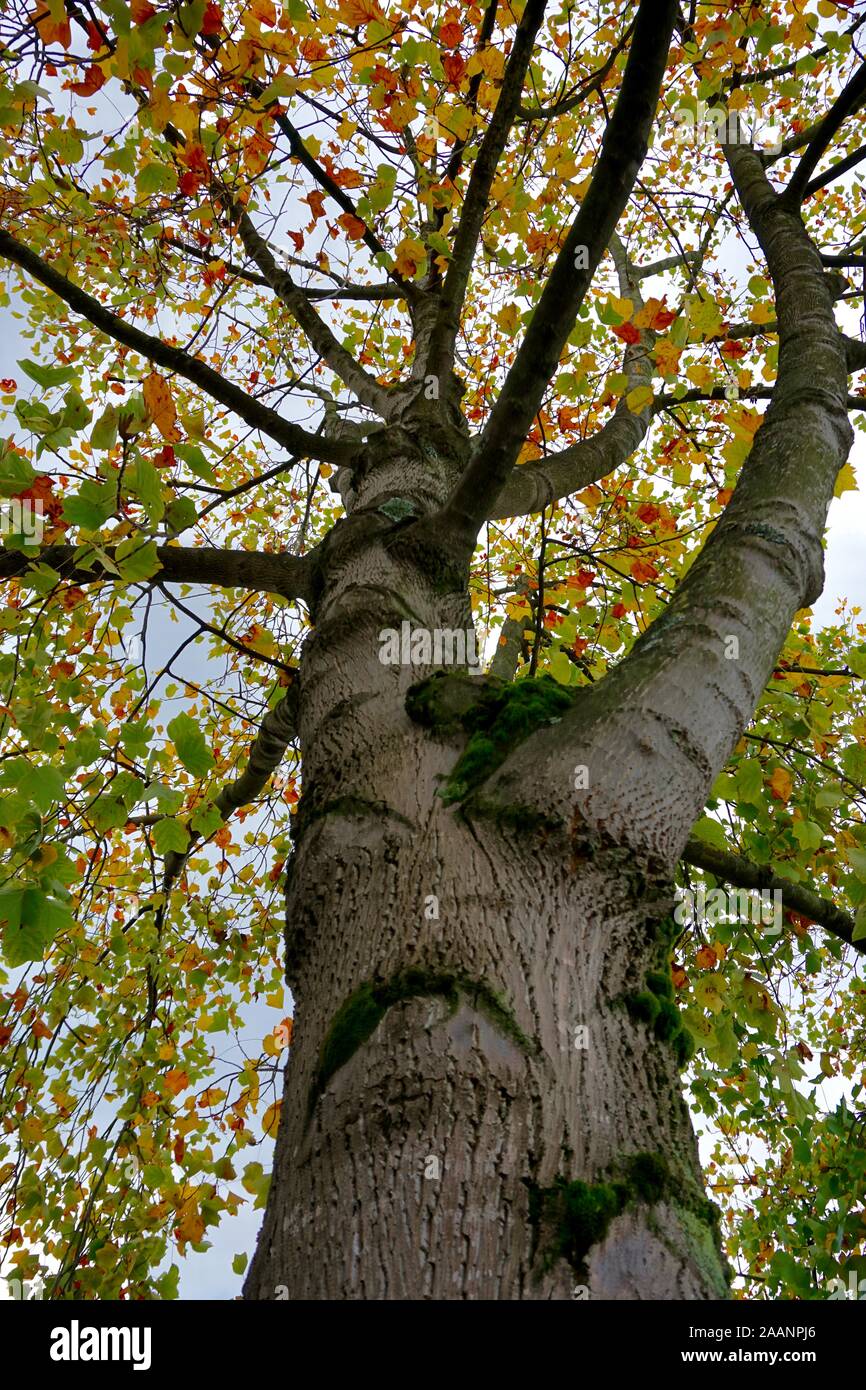 tree with autumn colors in the nature, autumn season Stock Photo - Alamy