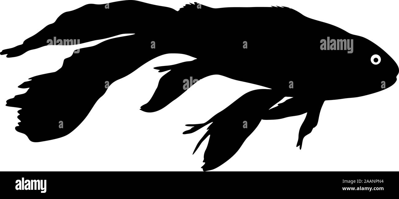 Aquarium fish on white Black and White Stock Photos & Images - Alamy