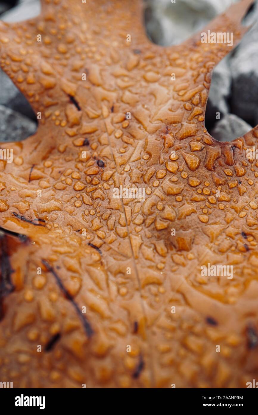 brown leaf with autumn colors in the nature, autumn season Stock Photo ...