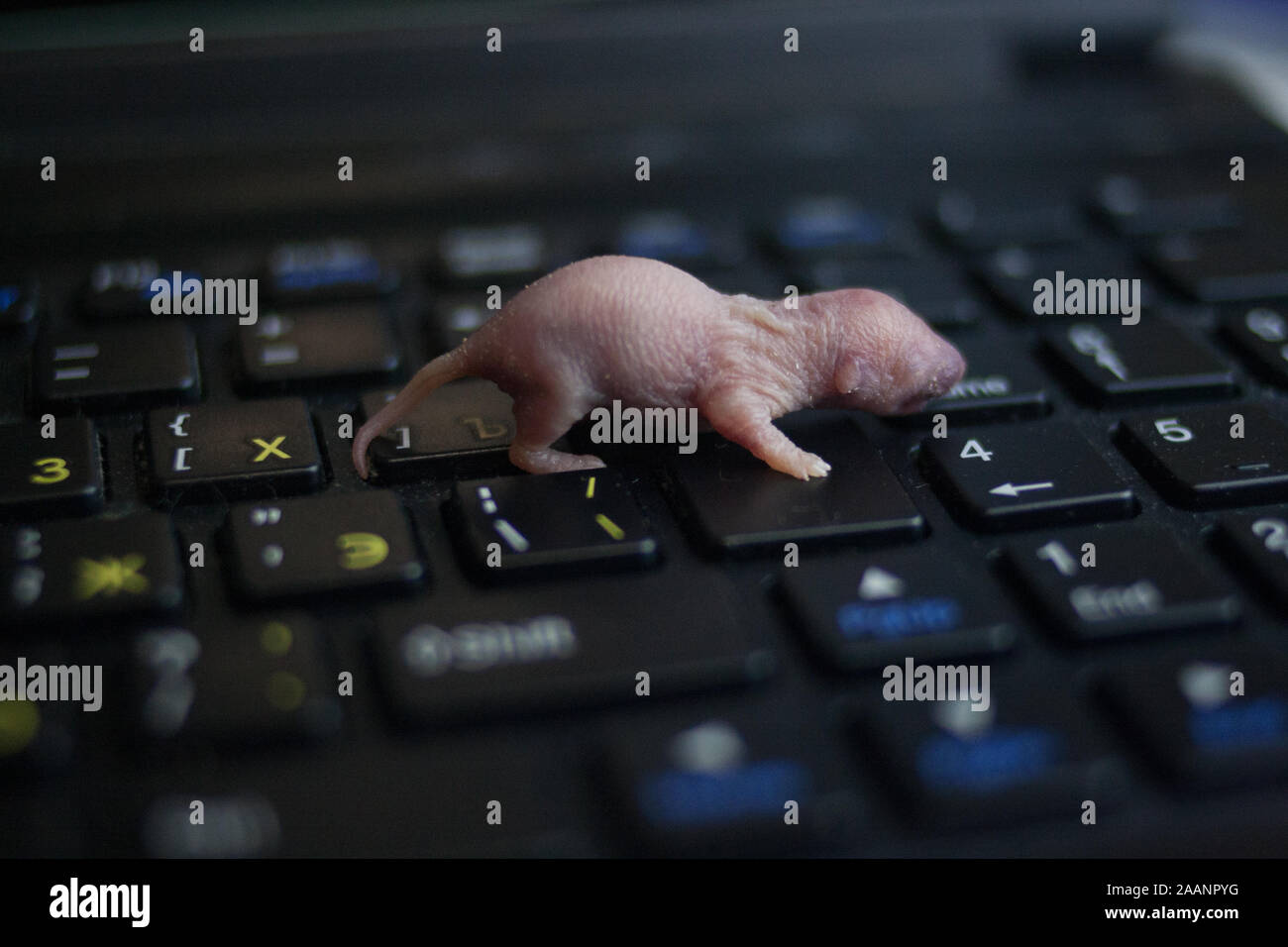 Virus. Danger Critical code error. Computer virus concept. Newborn baby ...