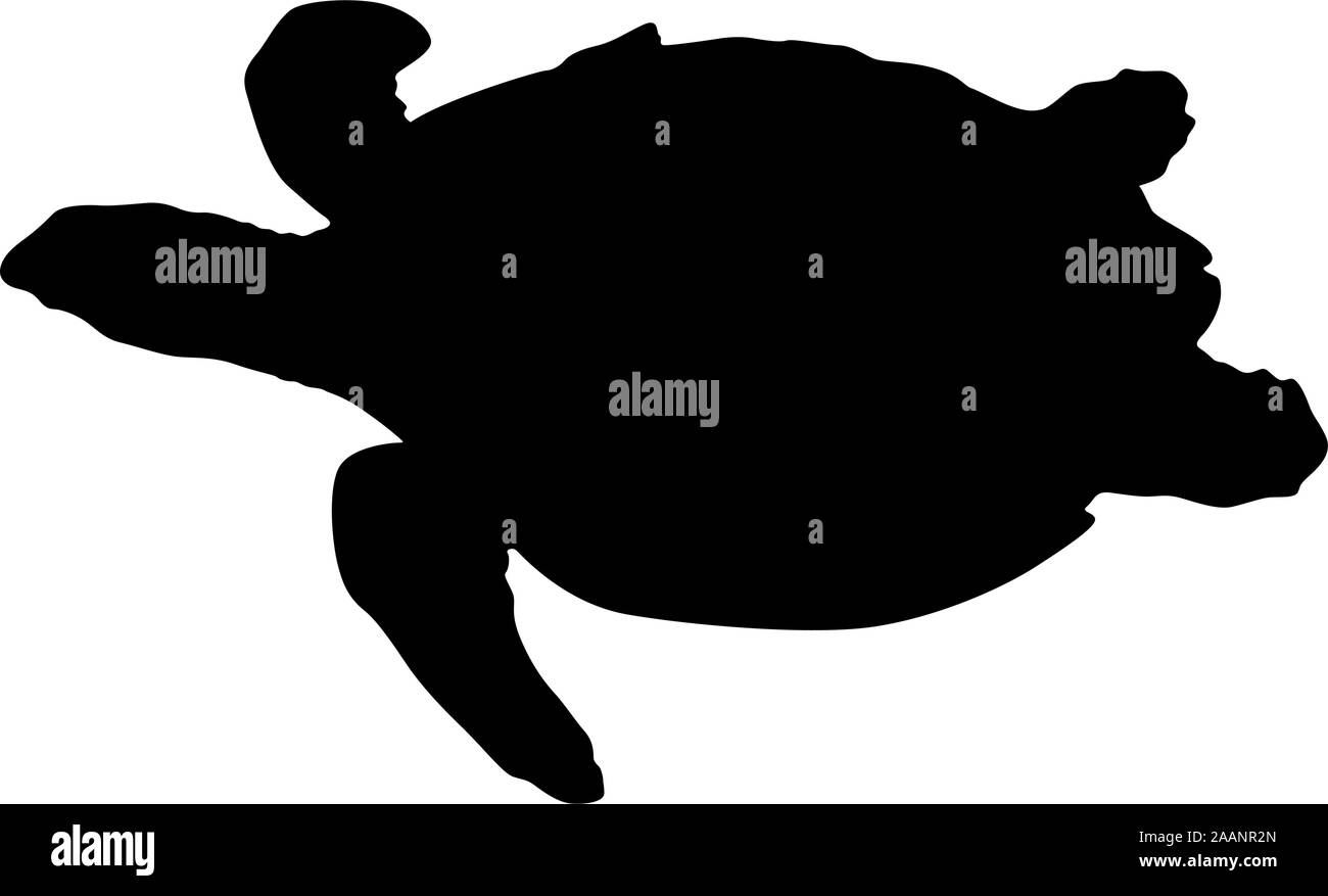 Background coral sand shell Black and White Stock Photos & Images - Alamy