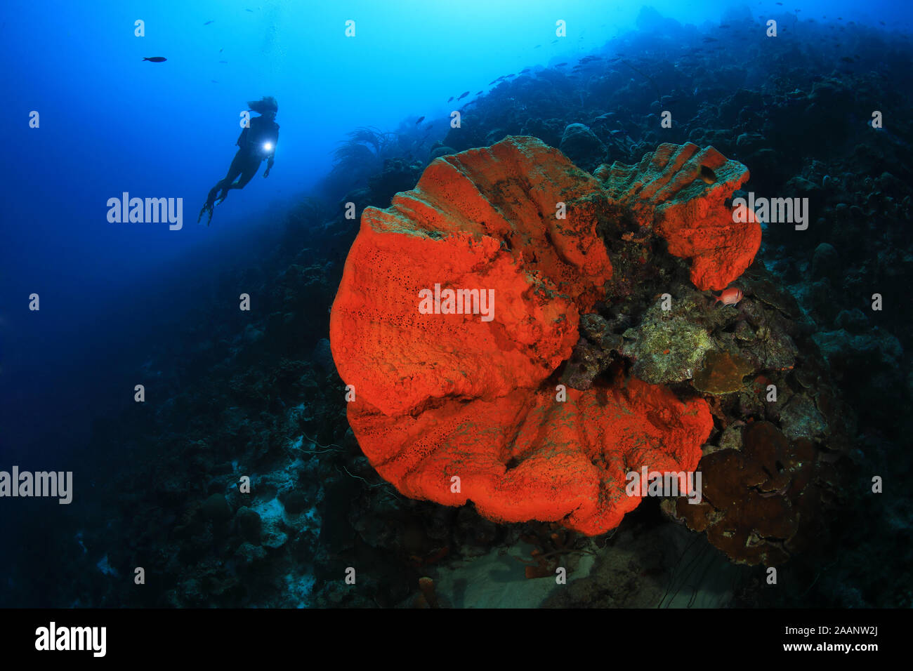 Orange elephant ear sponge (Agelas clathrodes) and scuba diver ...