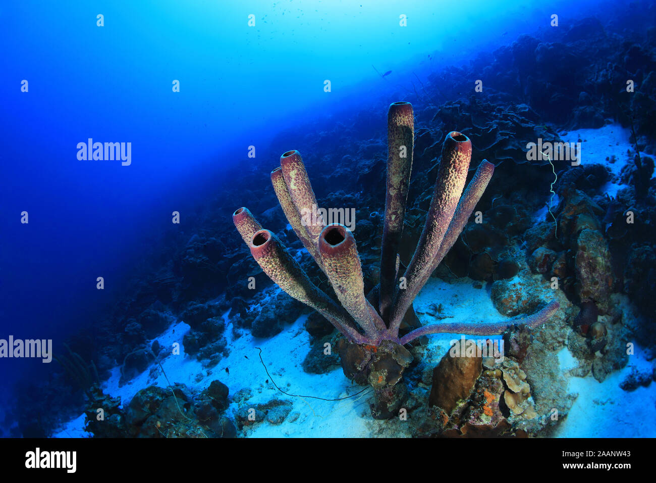 Stove-pipe sponge (Aplysina archeri) underwater in the caribbean sea of ...