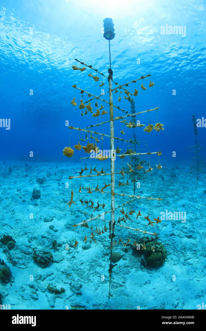 Coral farming hi-res stock photography and images - Alamy