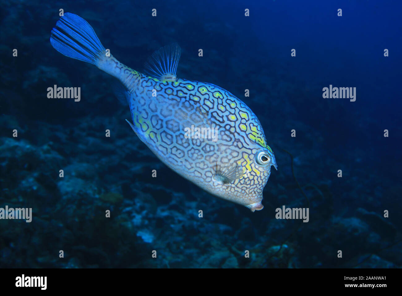 Honeycomb cowfish (Acanthostraction polygonius) underwater in the ...