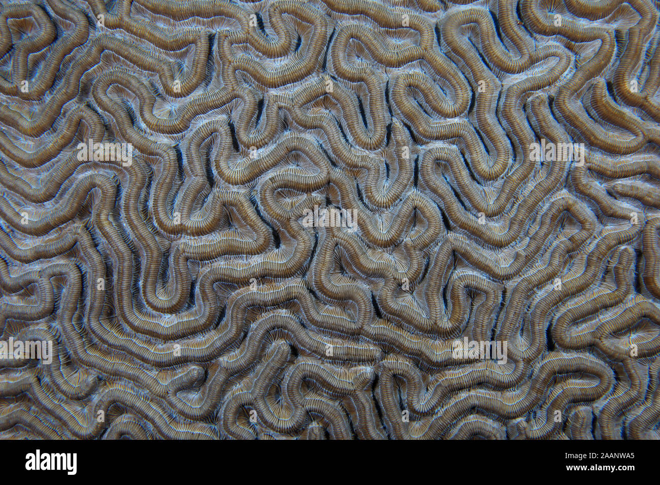 Brain Coral Anatomy