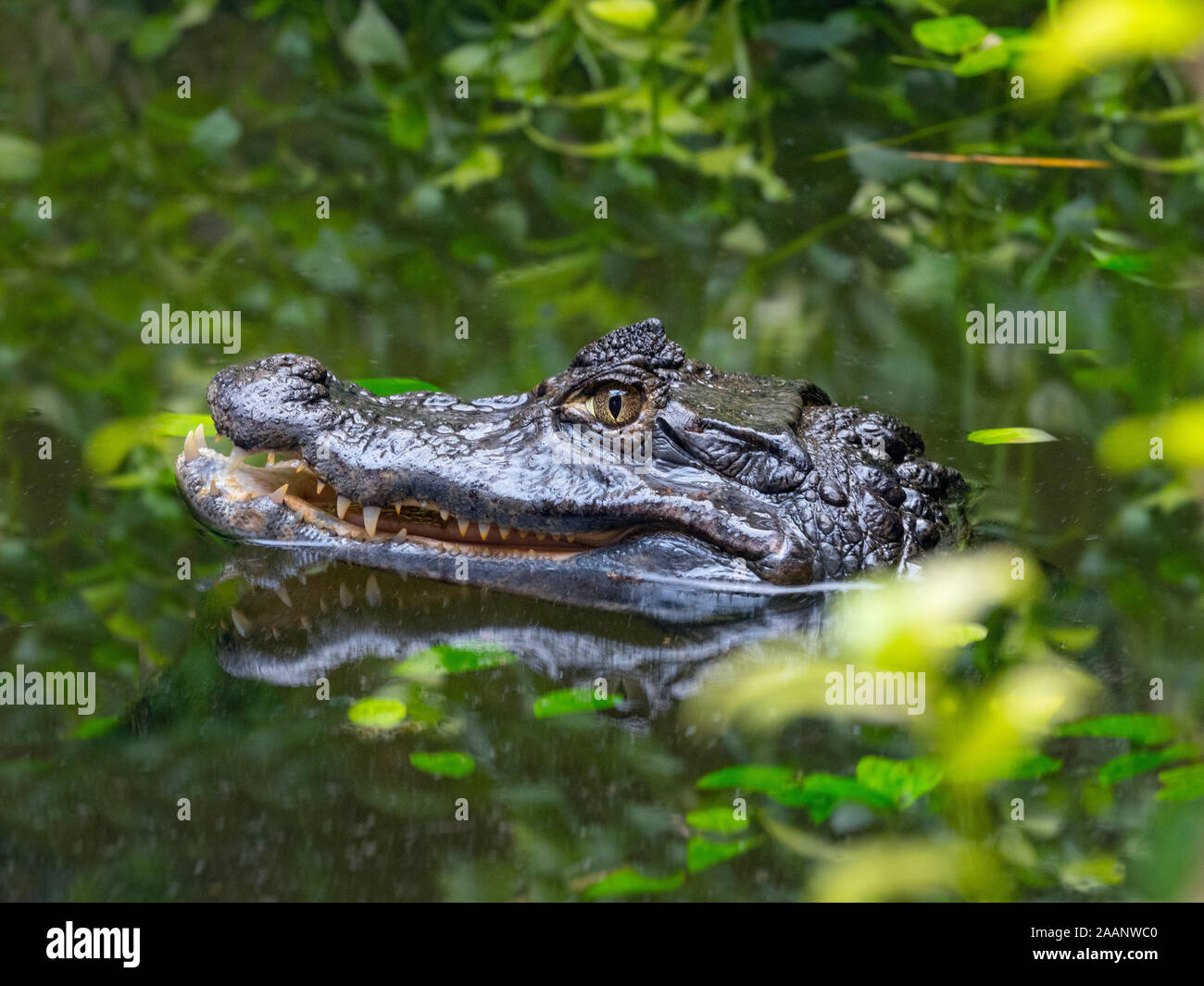 Spectacled caiman Caiman crocodilus Cost Rica South America Stock Photo ...