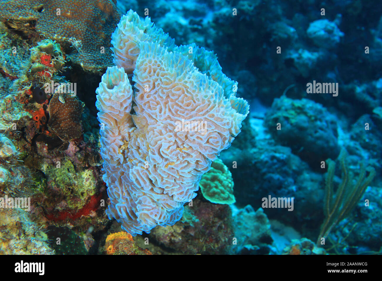 Azure vase sponge (Callyspongia plicifera) underwater in the caribbean ...