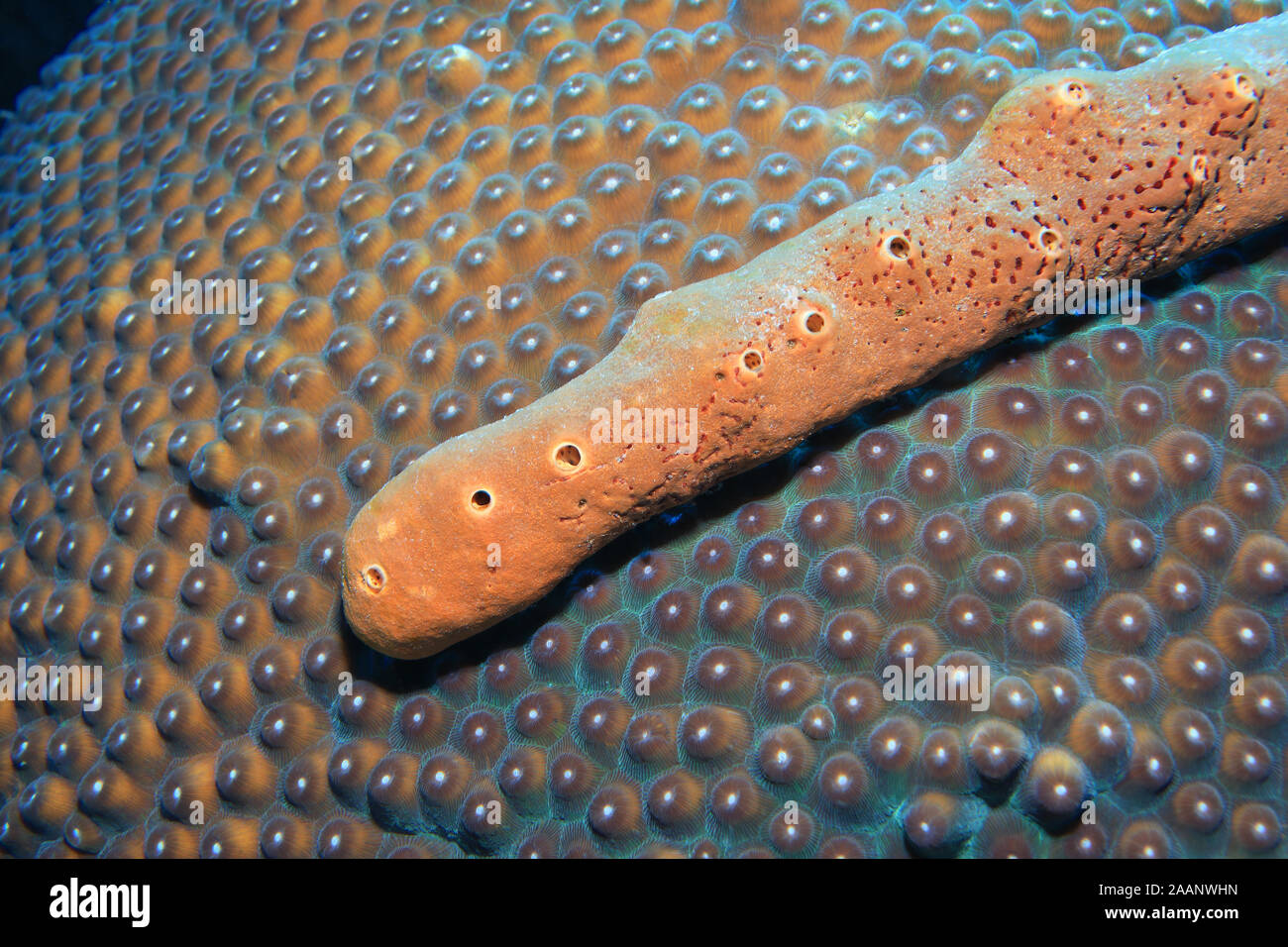 Underwater sponge texture hi-res stock photography and images - Alamy