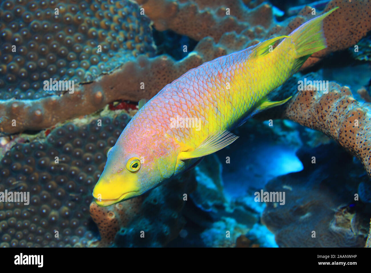 Spanish hogfish (Bodianus rufus) underwater in the caribbean sea of ...
